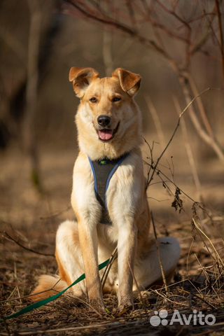 Манго ищет свою семью