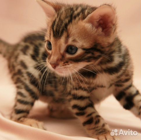 Бенгальские чистопородные котята