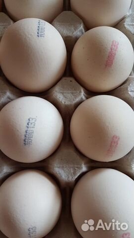 Инкубационное яйцо