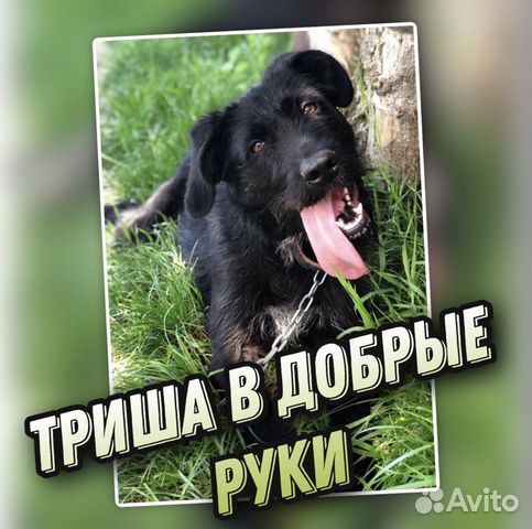 Триша, метис дратхаара