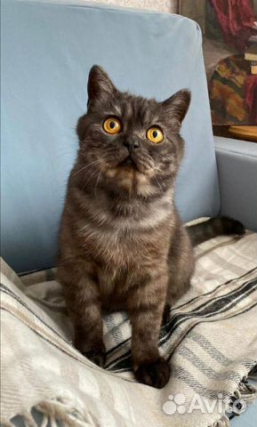 Шикарного британца держат взаперти на балконе