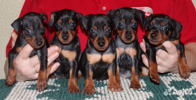 Щенки цвергпинчера