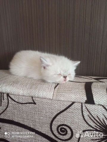 Кошки