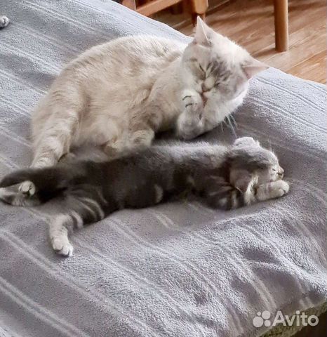 Кошки