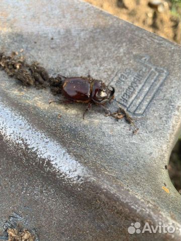 Жук носорог и его личинки