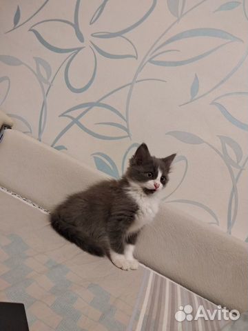 Кошка Сибирская 2мес