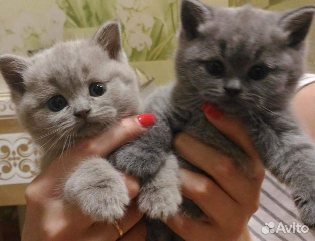 Шотланды котята