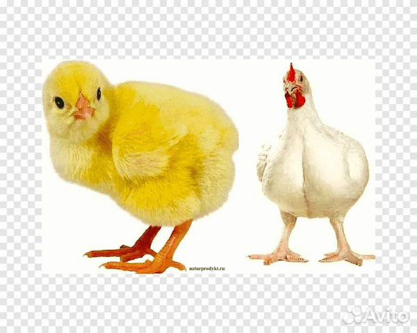 Цыпленок бройлер вылуп 17 мая