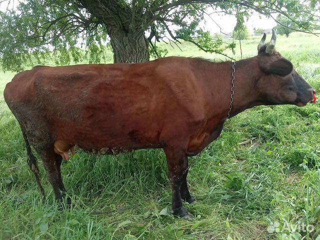 Корова дойная