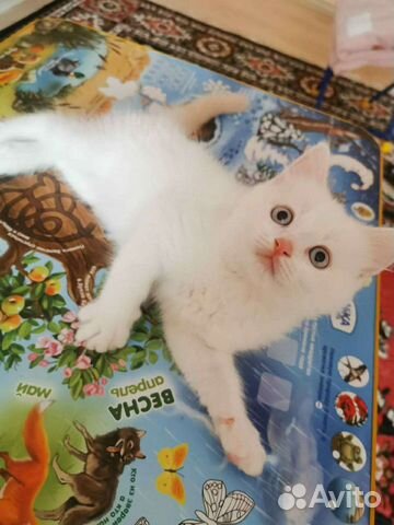 Котенок помесь британ с ангорой