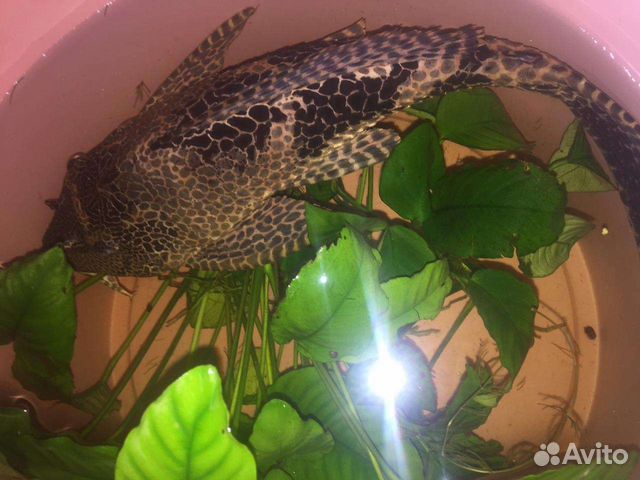 Сом Обмен на флакон герметика для аквариума