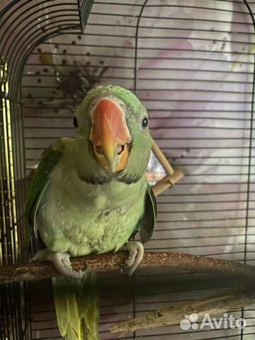 Александрийский попугай