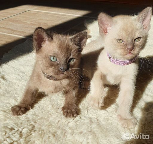 Бурманские котята