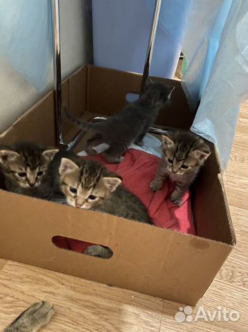 Котята