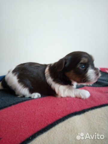 Шоколадный Бивер Йорк