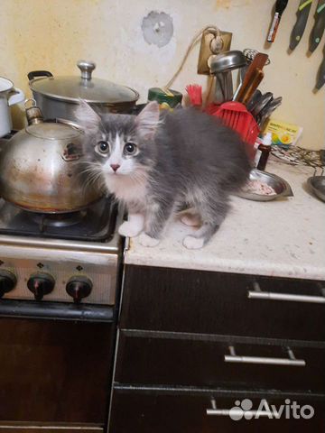 Кошки бесплатно