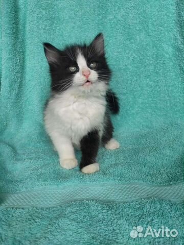 Черно-белая пушинка