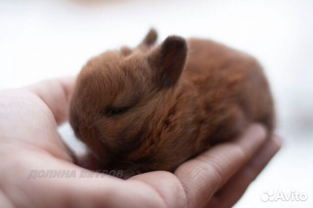 Здоровые декоративные крольчата с документами