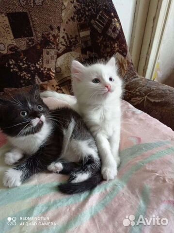 Милейшие котята