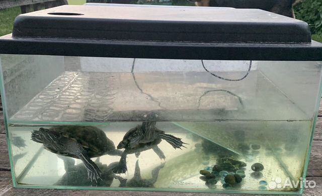 Черепахи с аквариумом