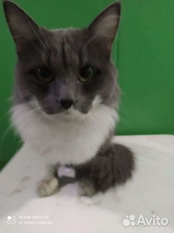 Кот