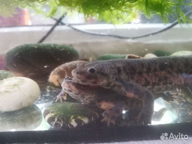 Тритоны пара