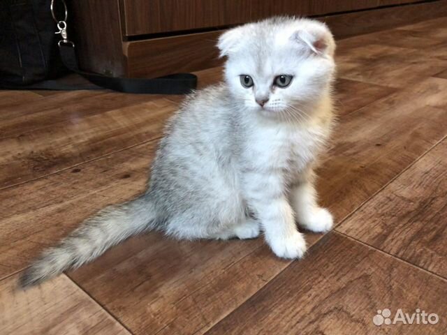 Продам котят, вислоухие