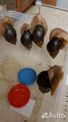 Улитки ахатины бесплатно