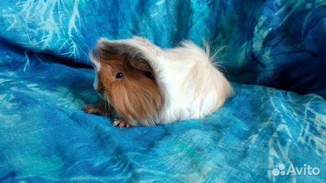 Морские свинки мальчики-красавчики