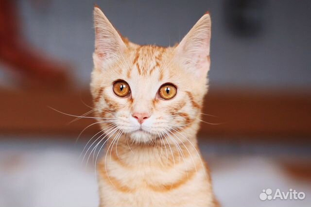 Рыжий котенок- подросток мальчик