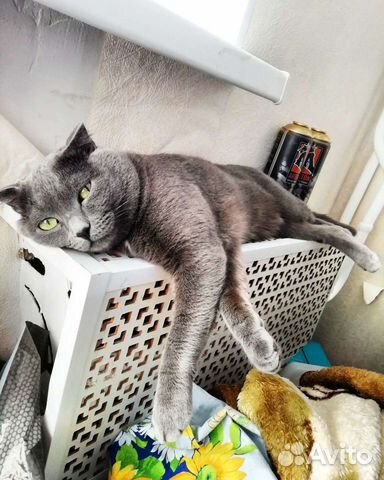 Ищем девочку на вязку