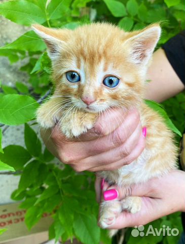 Красивые котята хотят домой