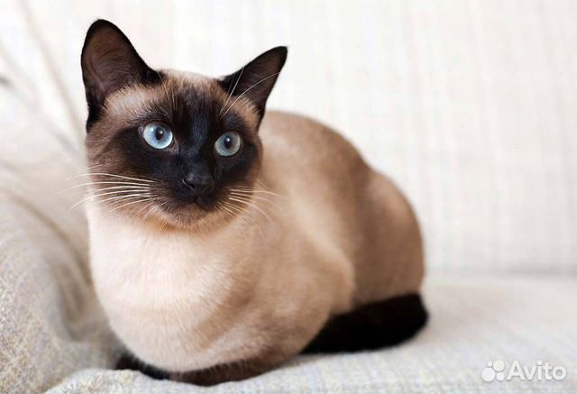 Сиамская кошка ищет партнера
