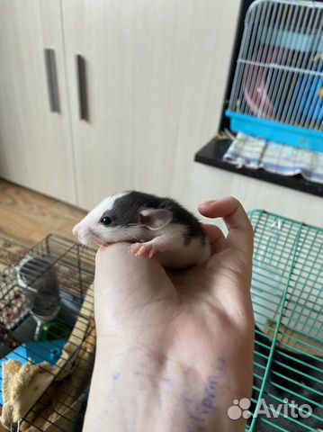 Крысята дамбо