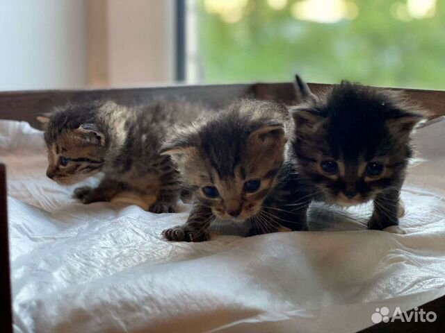 Малыши - карандаши ищут дом