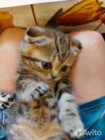 Котята шотландцы