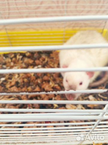 Крыса с клеткой бесплатно