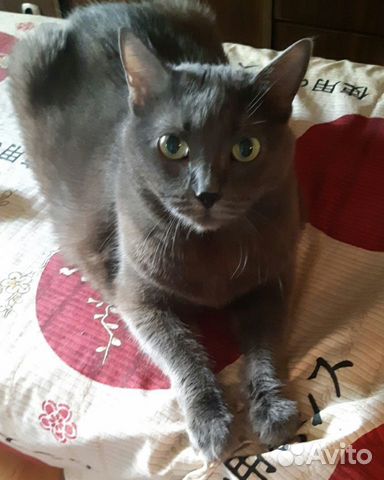 Кошка