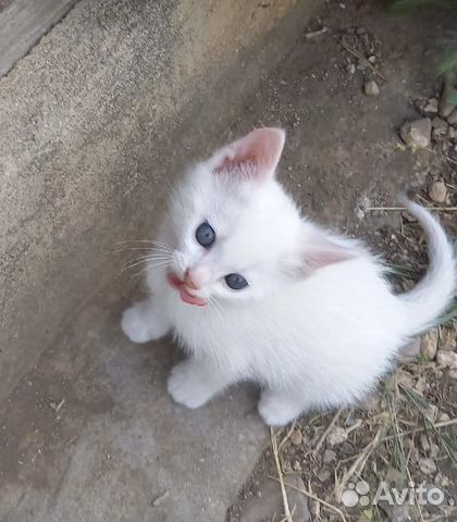 Белоснежный котенок в добрые руки Мальчик 2 мес