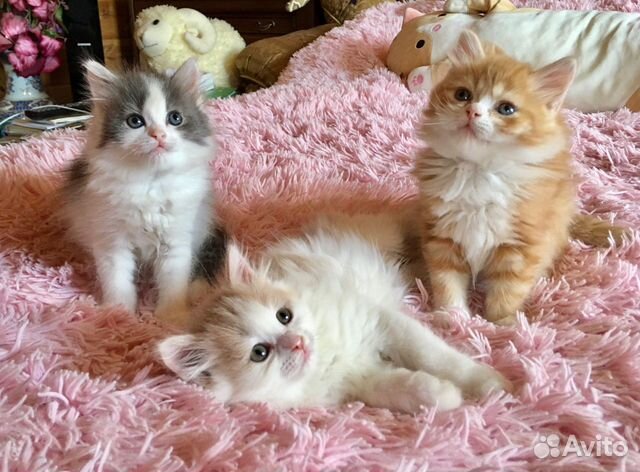 Сибирские Котятки