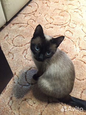 Кошка Тайка 10 мес