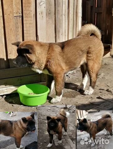 Американская акита