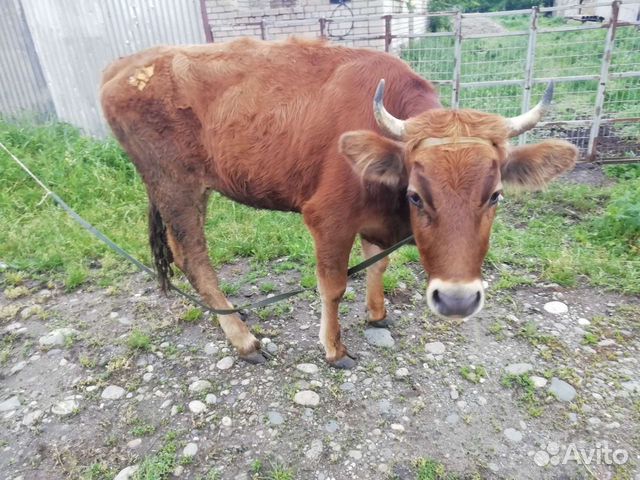 Телка 2 года