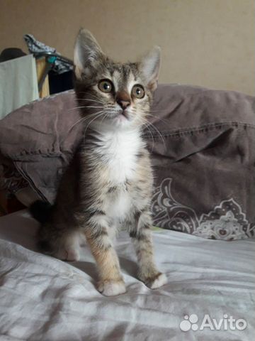 Котёнок в добрые руки