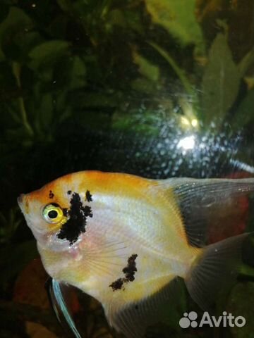 Рыбка аквариумая самец скалярии