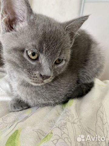 Дымчатая кошечка