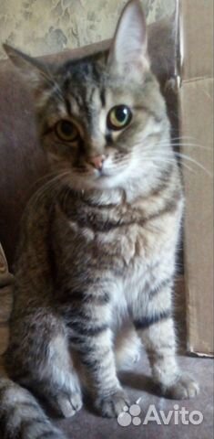 Кошка