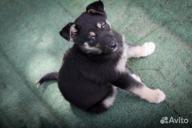 Щенок в добрые руки