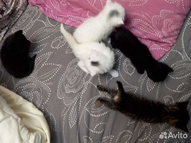 Отдам даром бесплатно