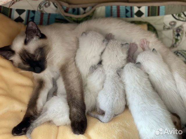 Тайские котята